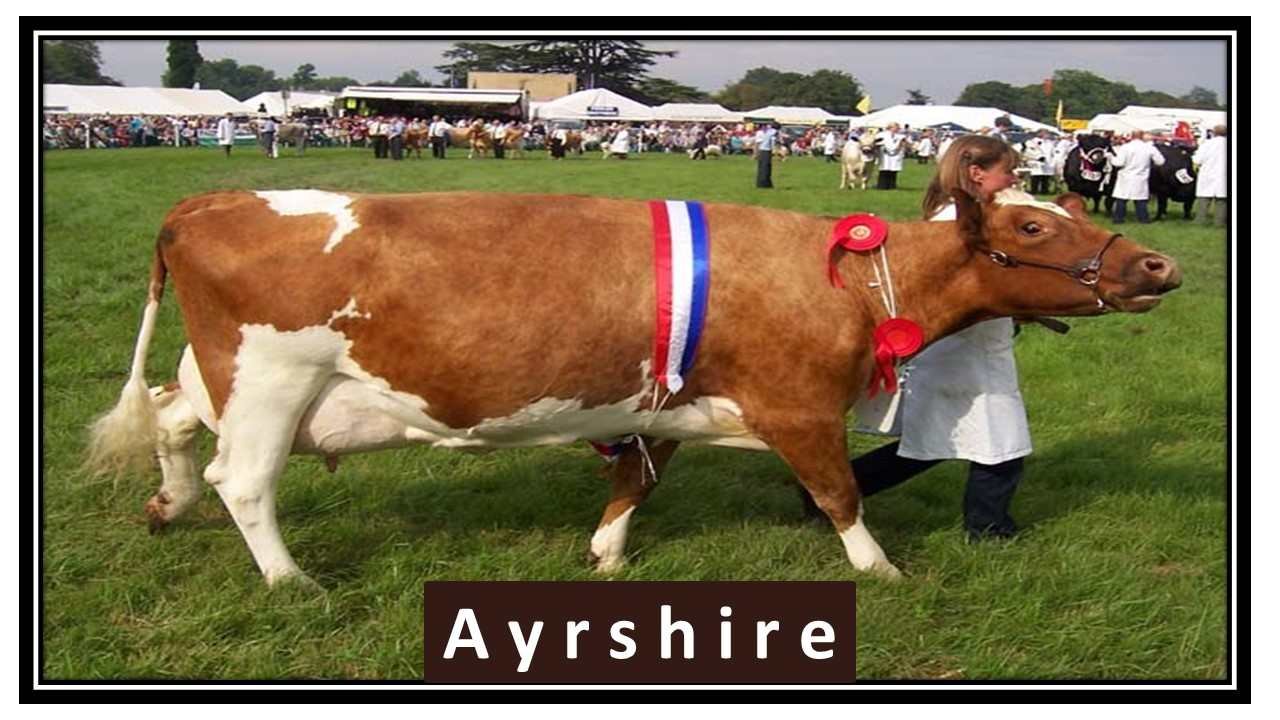 20 Indian Cattle Breeds: Types of Cows in India