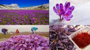 How to Grow Saffron at Home: Amazing Guide for You in Steps