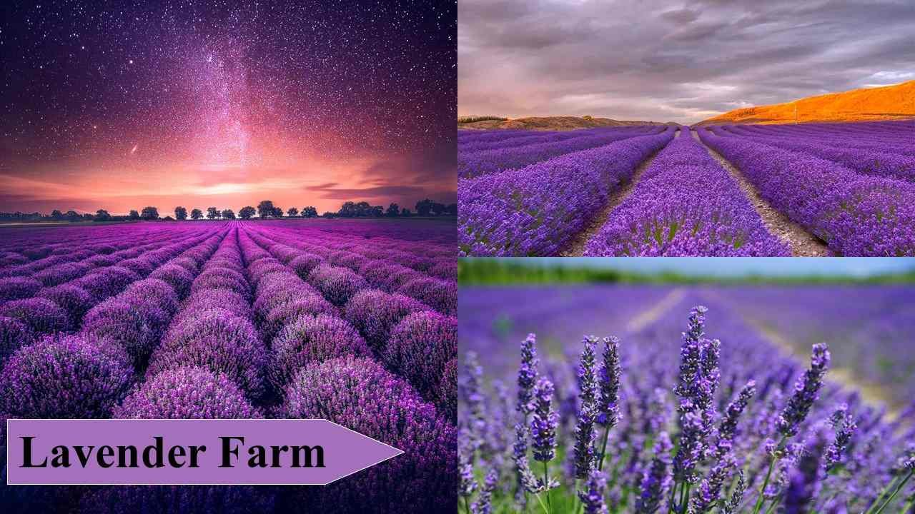 15 Innovative Small Farm Business Ideas for Amazing Profits