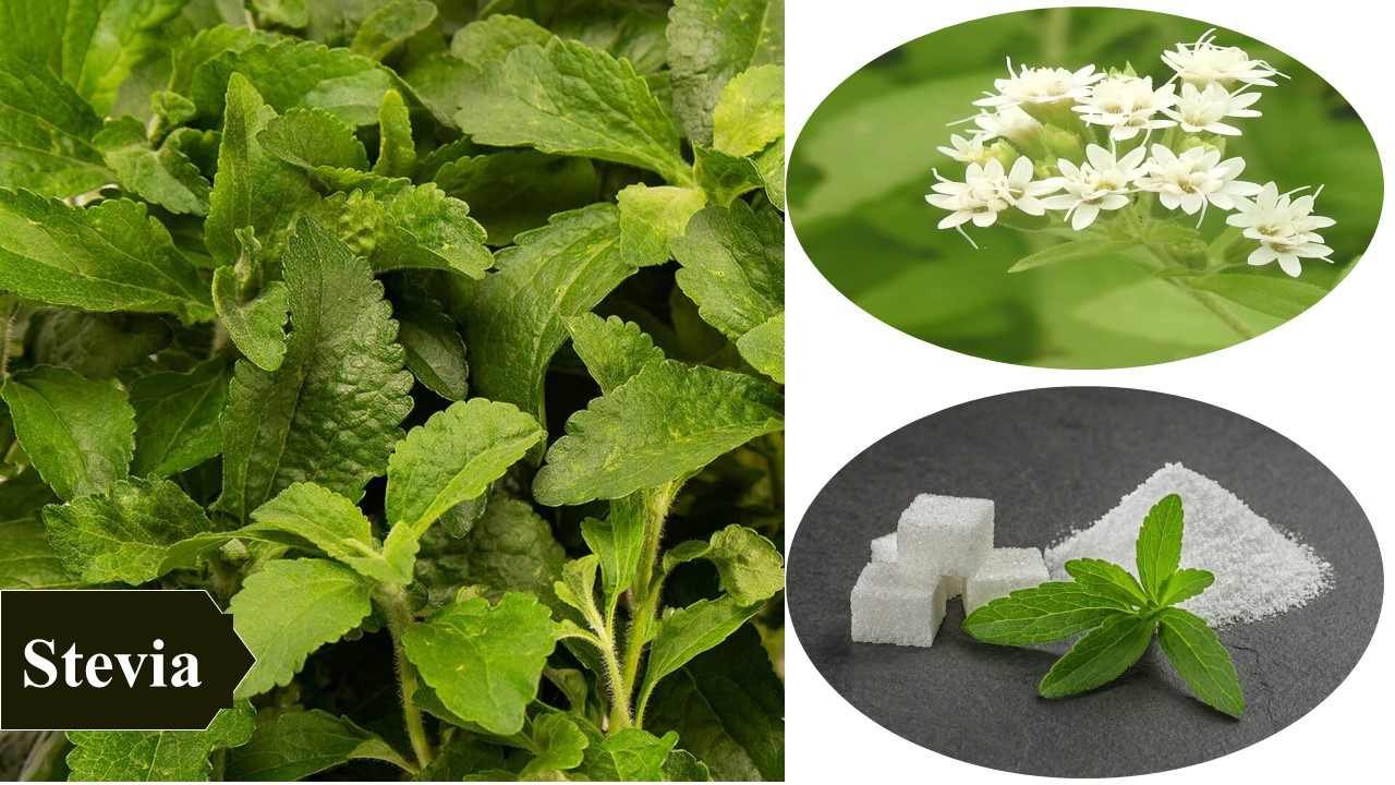 20 Best Low Investment High Profit Crops to Make You Rich
