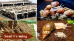 15 Innovative Small Farm Business Ideas for Amazing Profits