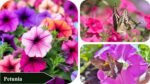 30 Showy Plants That Attract Butterflies to Create Aflutter