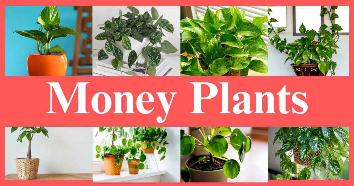 Why Money Plant is called Money Plant ? Answer in 5 min