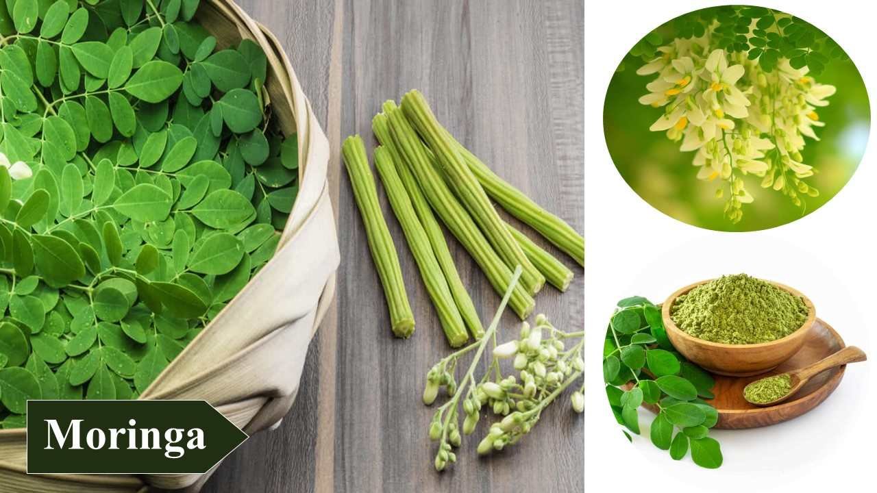 20 Best Low Investment High Profit Crops to Make You Rich