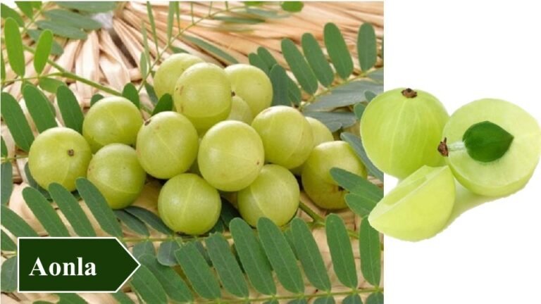 Top 15 Medicinal Plants and Their Uses