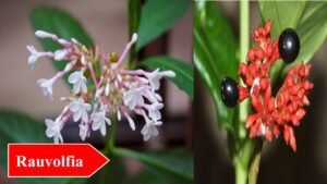 Top 15 Medicinal Plants and Their Uses