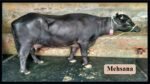 Top 10 Buffalo Breeds in India: Discovering Amazing Animals