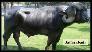 Top 10 Buffalo Breeds in India: Discovering Amazing Animals