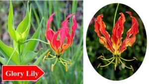 Top 15 Medicinal Plants and Their Uses