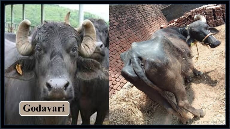 Top 10 Buffalo Breeds in India: Discovering Amazing Animals