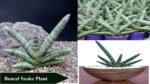 Amazing 25 Types of Snake Plants For A Refreshing Garden
