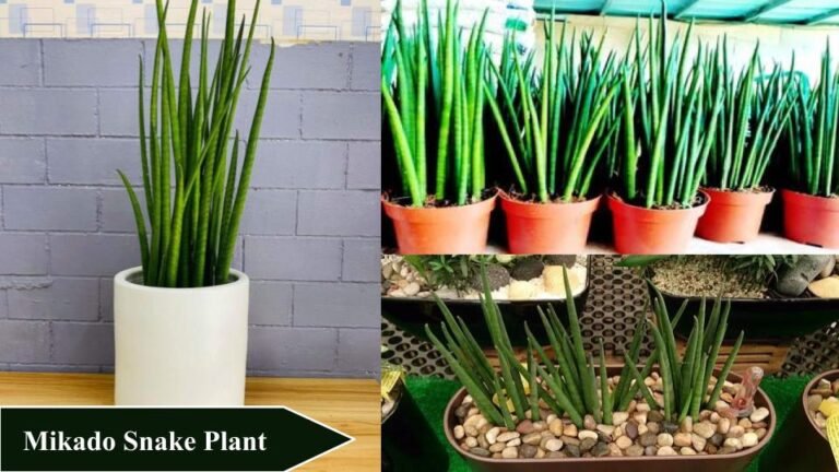Amazing 25 Types of Snake Plants For A Refreshing Garden