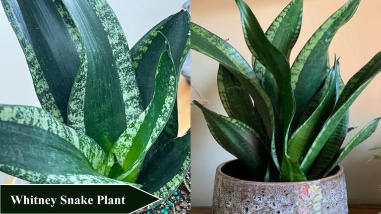Amazing 25 Types of Snake Plants For A Refreshing Garden