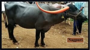 Top 10 Buffalo Breeds in India: Discovering Amazing Animals