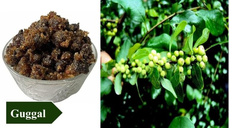 Top 15 Medicinal Plants and Their Uses