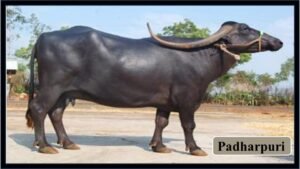 Top 10 Buffalo Breeds in India: Discovering Amazing Animals