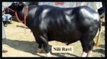 Top 10 Buffalo Breeds in India: Discovering Amazing Animals