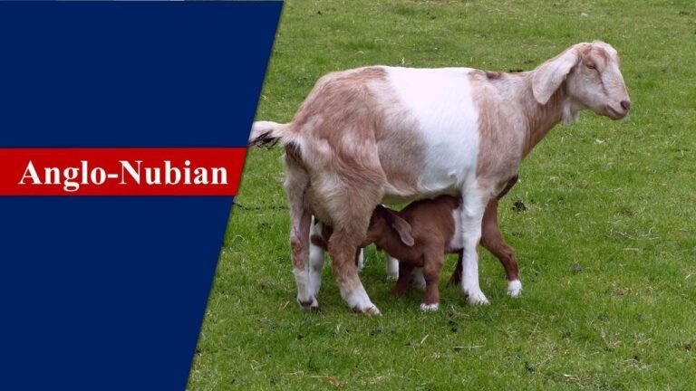 Top 20 Goat Breeds in India for Profitable Goat Farming