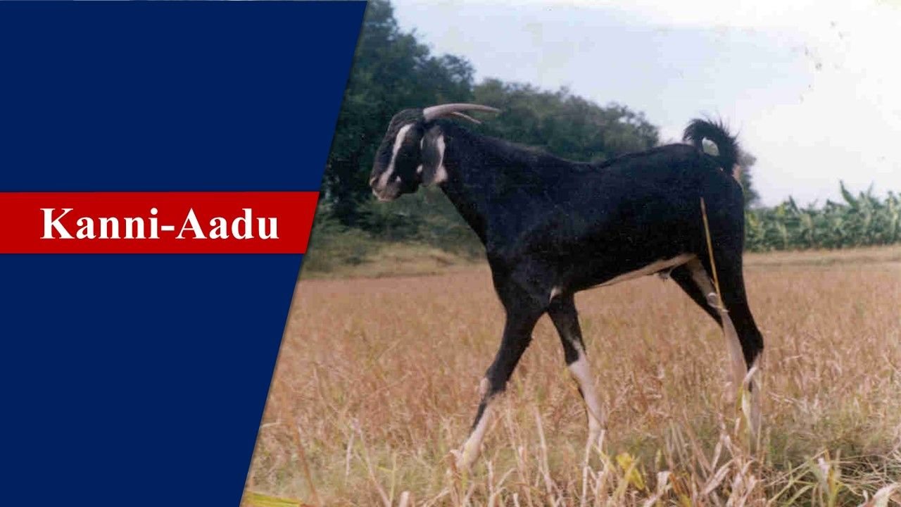 Top 20 Goat Breeds in India for Profitable Goat Farming
