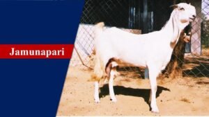 Top 20 Goat Breeds in India for Profitable Goat Farming