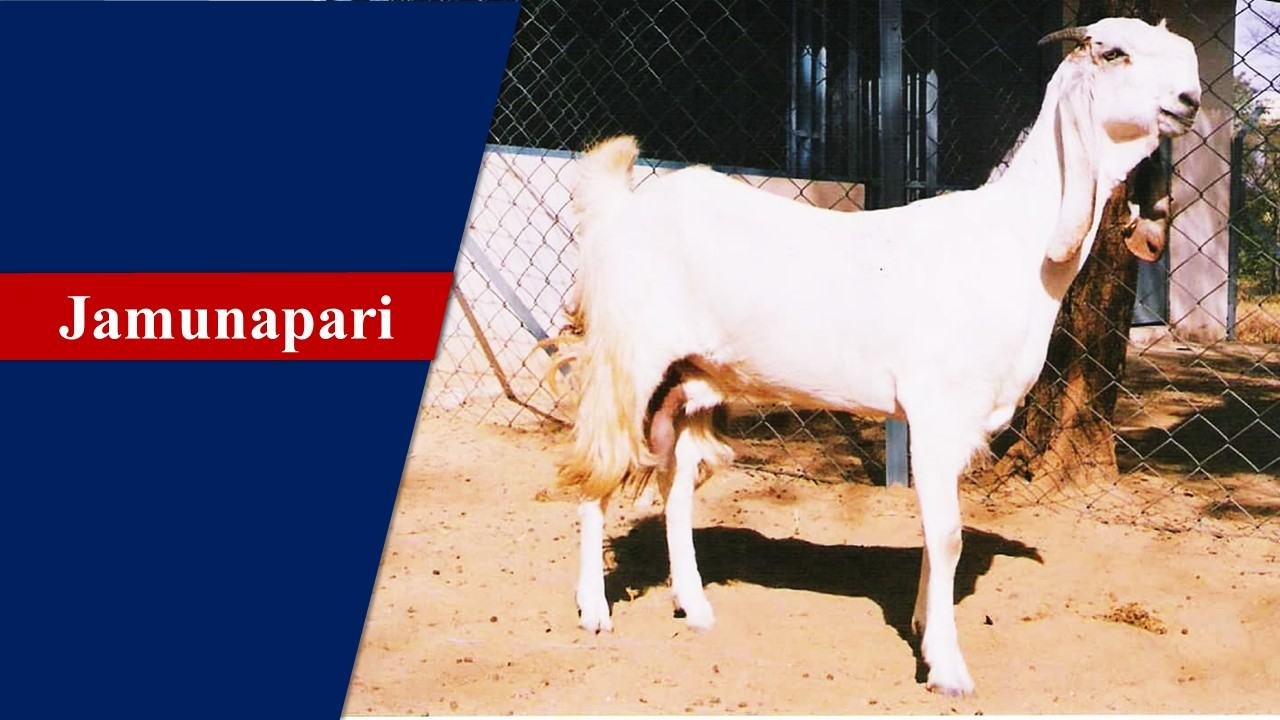 Top 20 Goat Breeds in India for Profitable Goat Farming