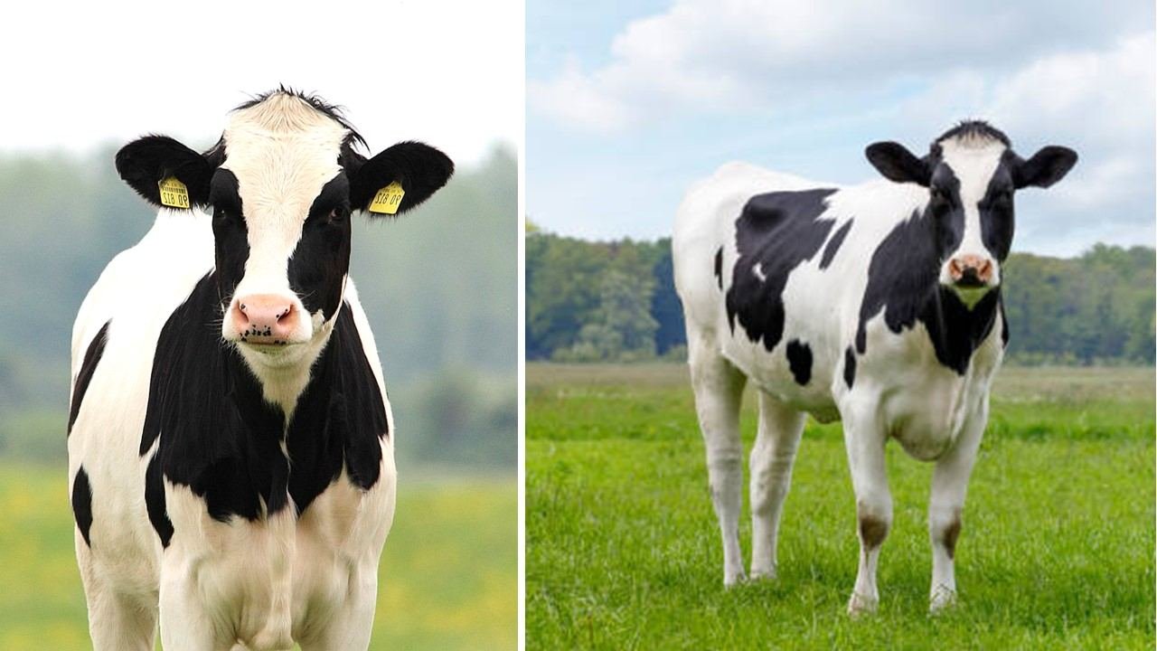 HF Cow (Holstein Friesian): Characteristics, Cost, HF Cow Milk Per Day and Management