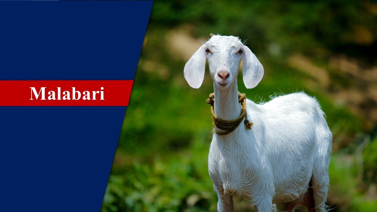 Top 20 Goat Breeds in India for Profitable Goat Farming