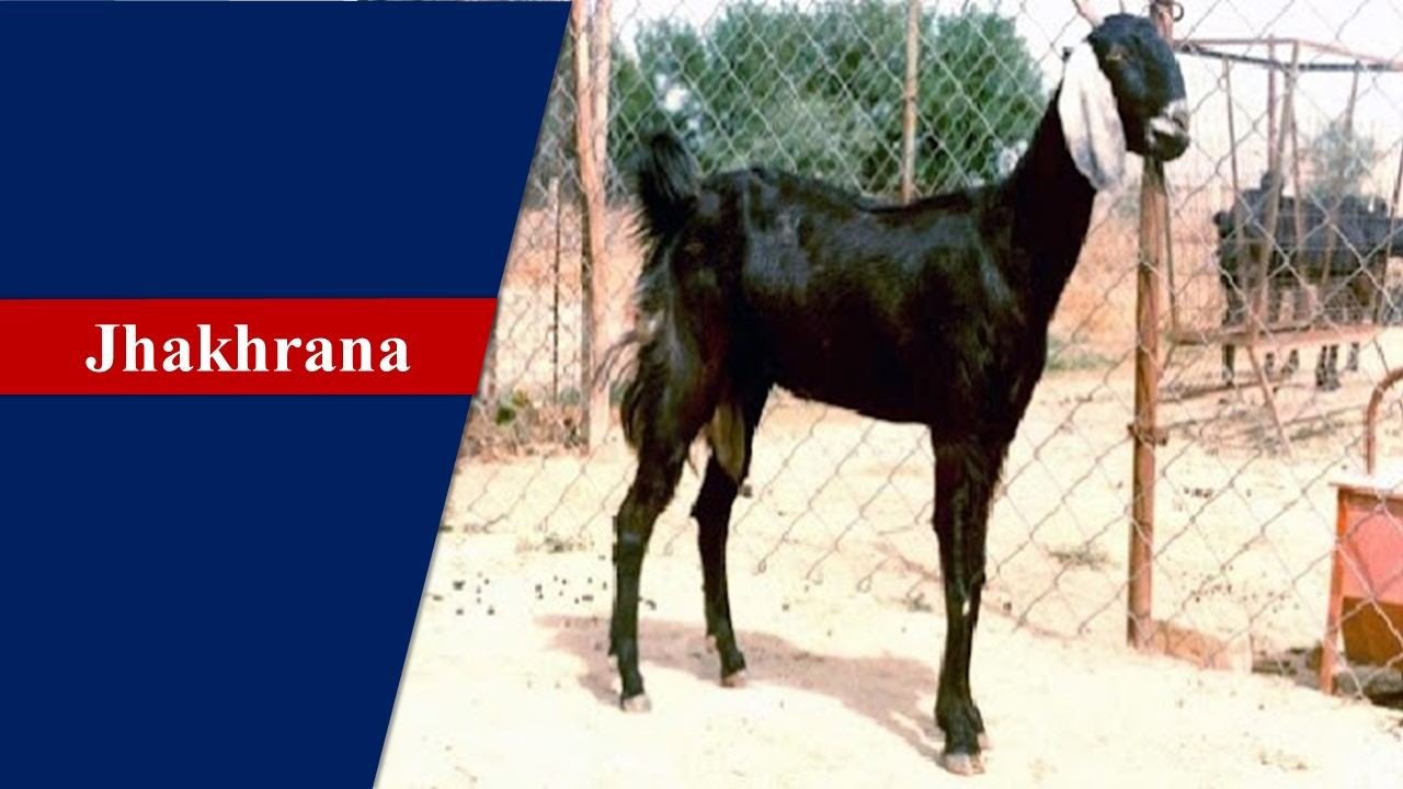 Top 20 Goat Breeds in India for Profitable Goat Farming