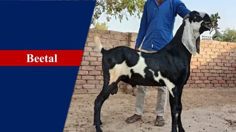 Top 20 Goat Breeds in India for Profitable Goat Farming