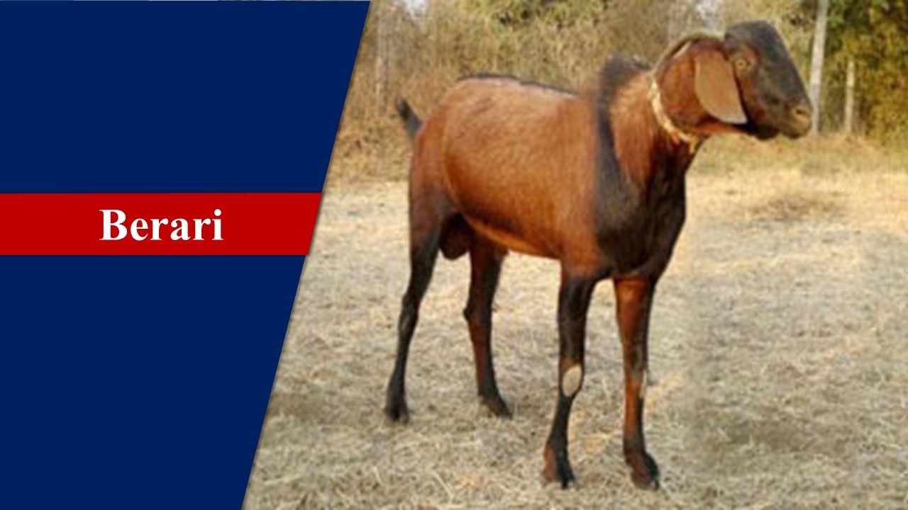 Top 20 Goat Breeds in India for Profitable Goat Farming