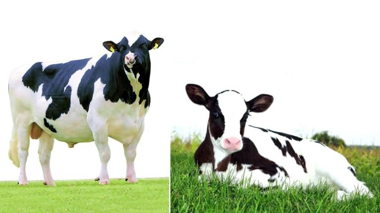 HF Cow (Holstein Friesian): Characteristics, Cost, HF Cow Milk Per Day ...