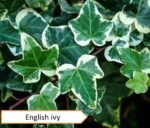 15 Highest Oxygen Producing Plants : Fresh Indoor Plants