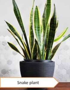 15 Highest Oxygen Producing Plants : Fresh Indoor Plants