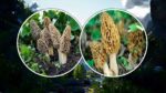 12 Amazing Gucchi Mushroom Benefits That You Didn't Know