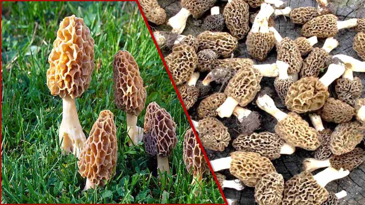 12 Amazing Gucchi Mushroom Benefits That You Didn't Know