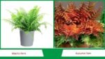 20 Best Types of Ferns to Beautify Your Garden