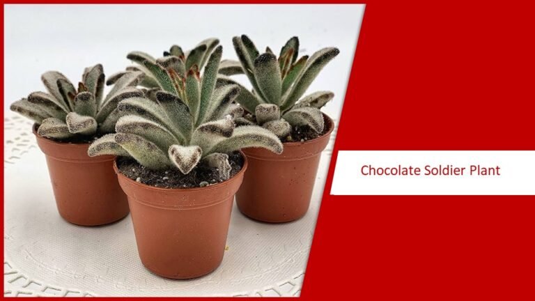 Stunning 30 Types of Succulents Plants in India