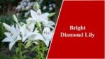 Types of Lilies in India: Some Beautiful Options for the Garden
