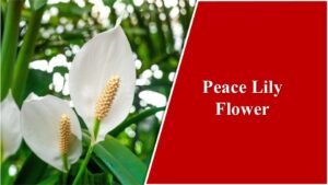 Types of Lilies in India: Some Beautiful Options for the Garden