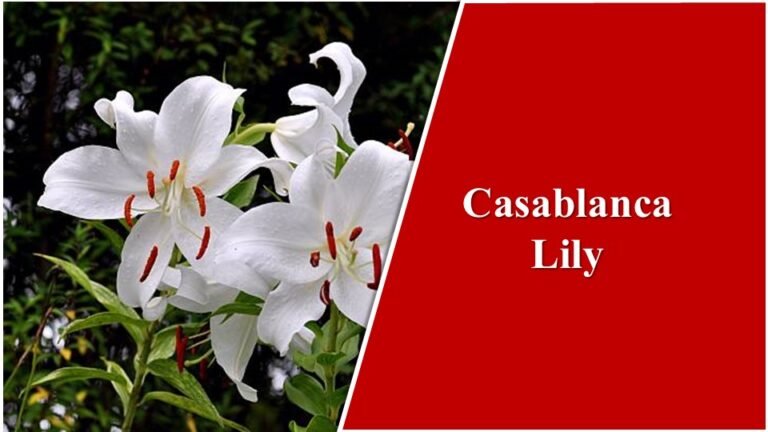 Types of Lilies in India: Some Beautiful Options for the Garden