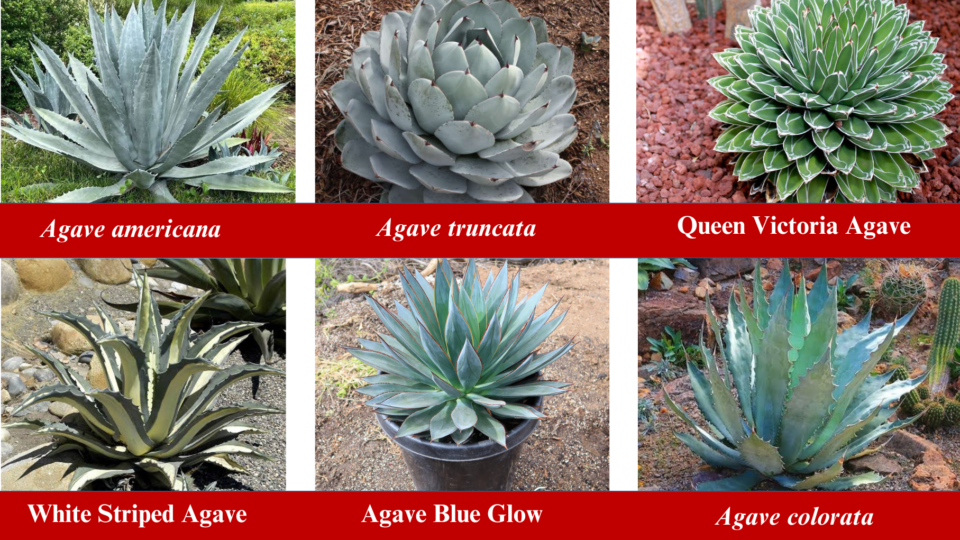 25 Types of Agave Plants to Create a Whimsical Landscape.