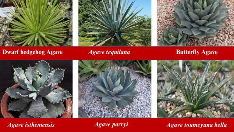 25 Types of Agave Plants to Create a Whimsical Landscape.