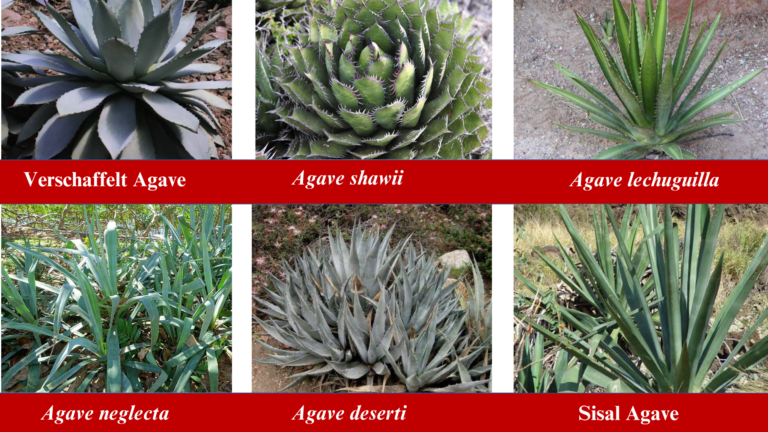 25 Types of Agave Plants to Create a Whimsical Landscape.